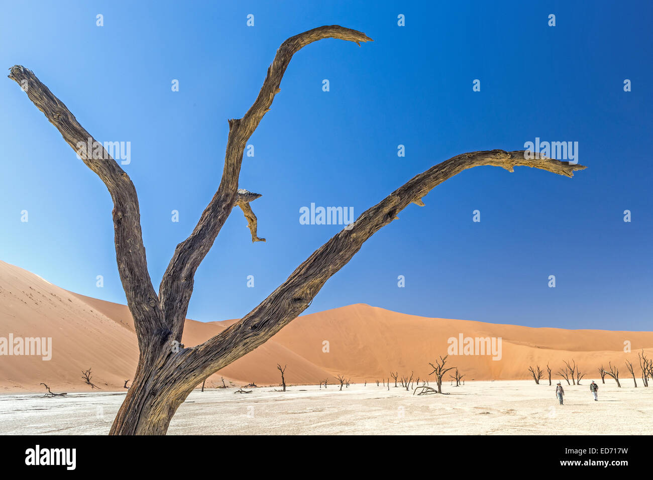 Clay pans, dead Camel thorn (acacia) trees & sand, Deadvlei, aka ...