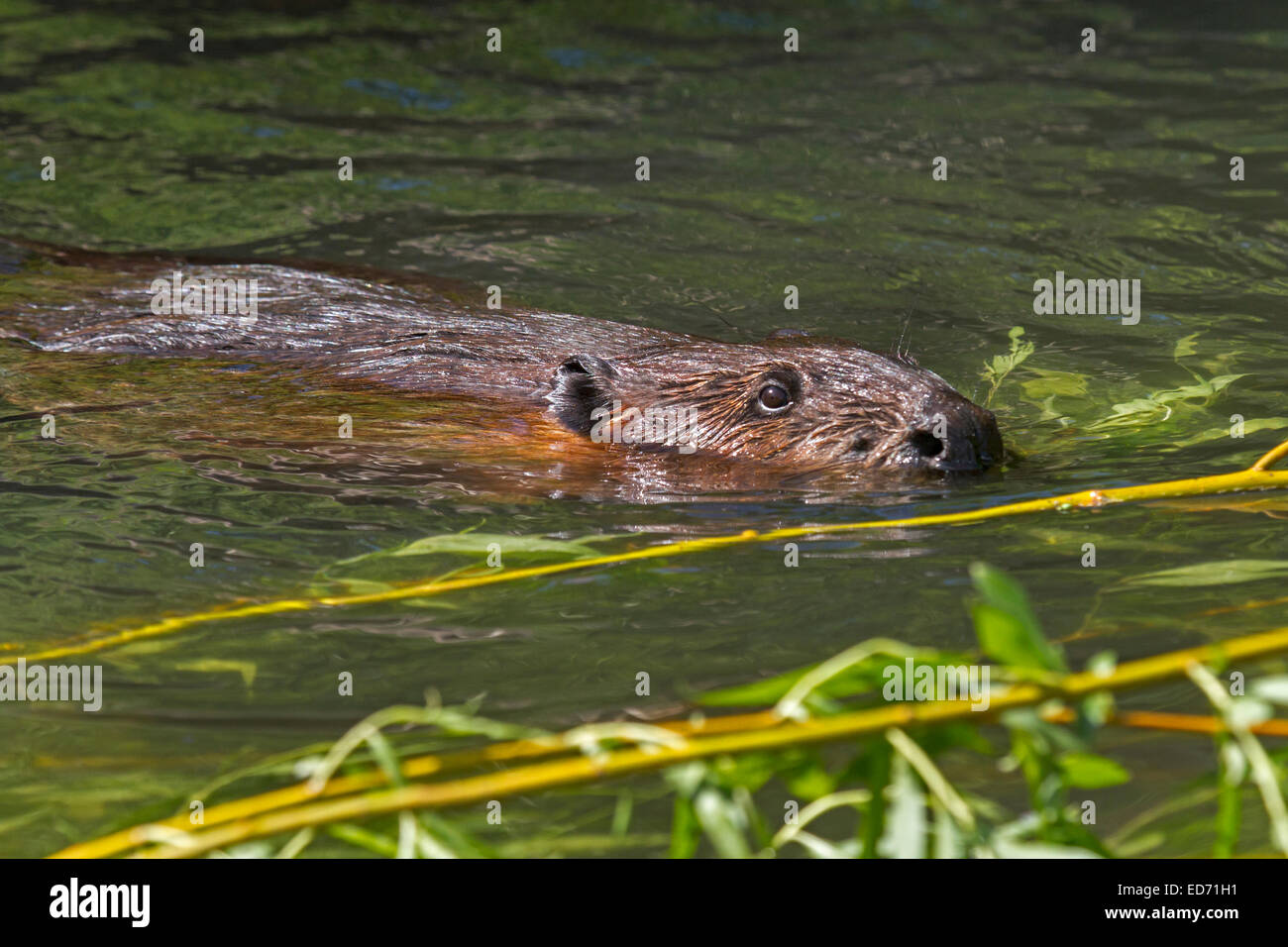 European beaver, Bavaria, Germany, Europe / Castor fiber Stock Photo ...