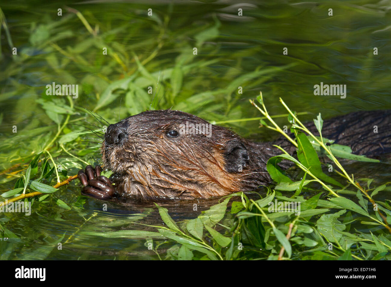 European beaver, Bavaria, Germany, Europe / Castor fiber Stock Photo ...