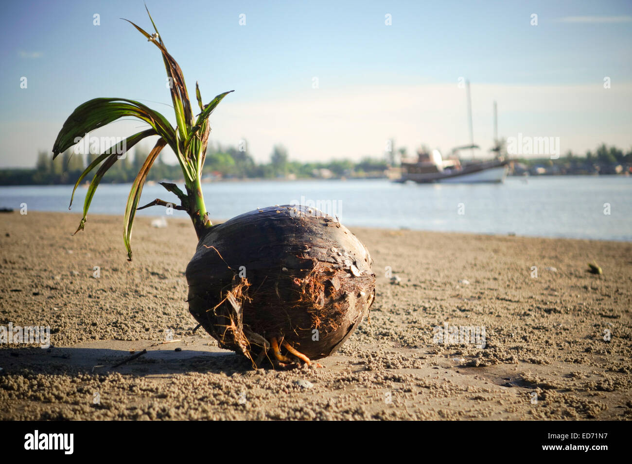 Coconut on river mouth beach growing into tree. Krabi, Thailand. South ...
