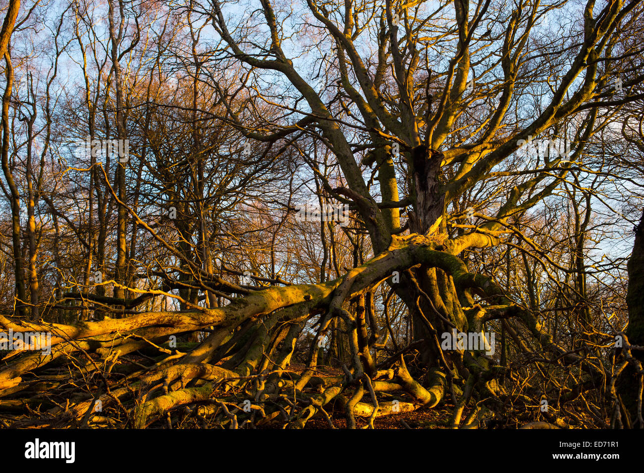 Fallen tree in the Wenallt Woods with evening sunset shining on it ...