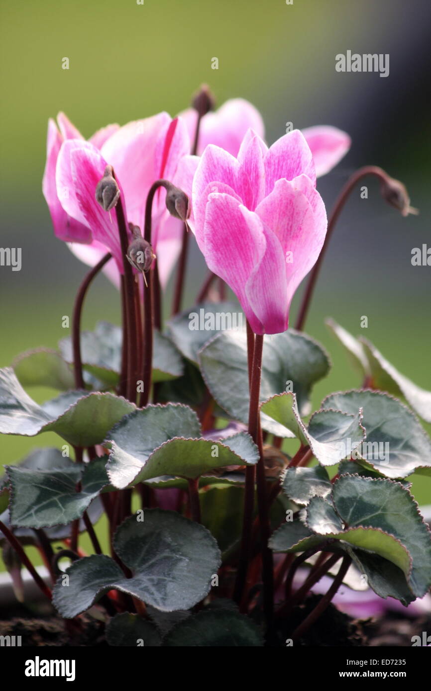 Group of cyclamen flowers hi-res stock photography and images - Alamy