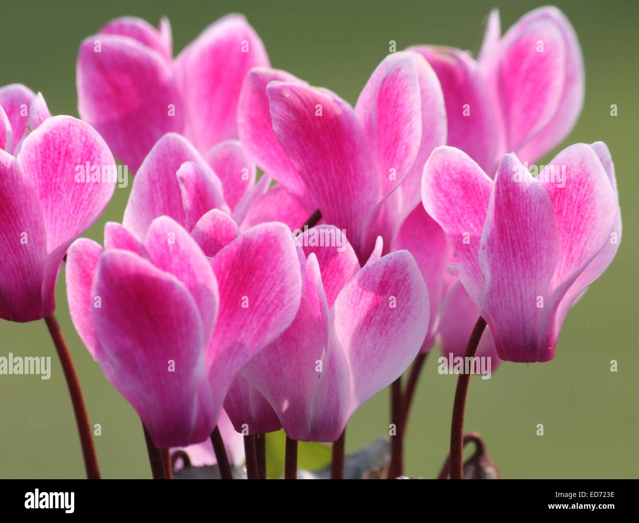 Group of cyclamen flowers hi-res stock photography and images - Alamy