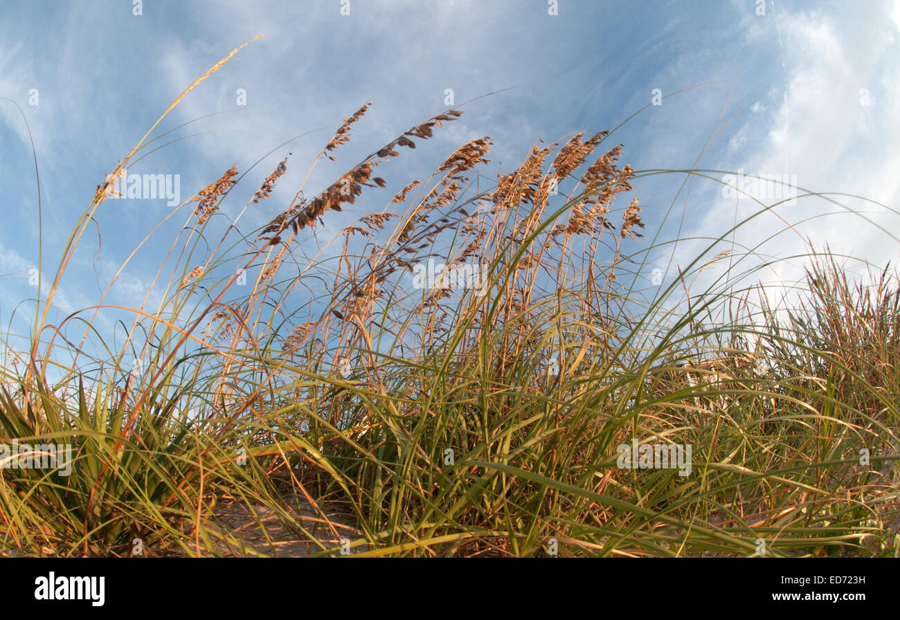 Sea oats hi-res stock photography and images - Alamy