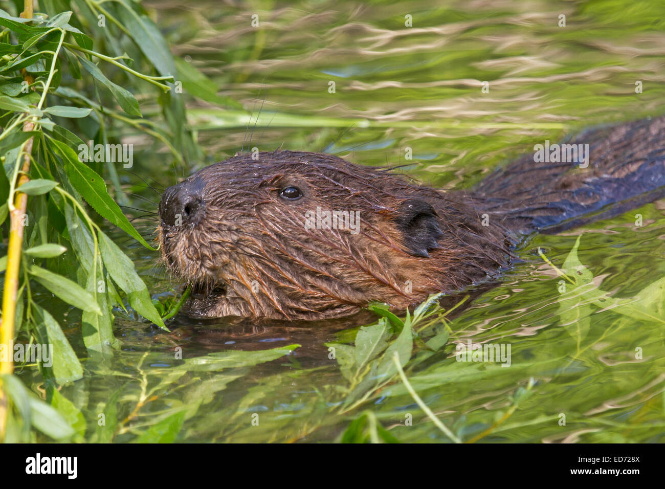 European beaver, Bavaria, Germany, Europe / Castor fiber Stock Photo ...