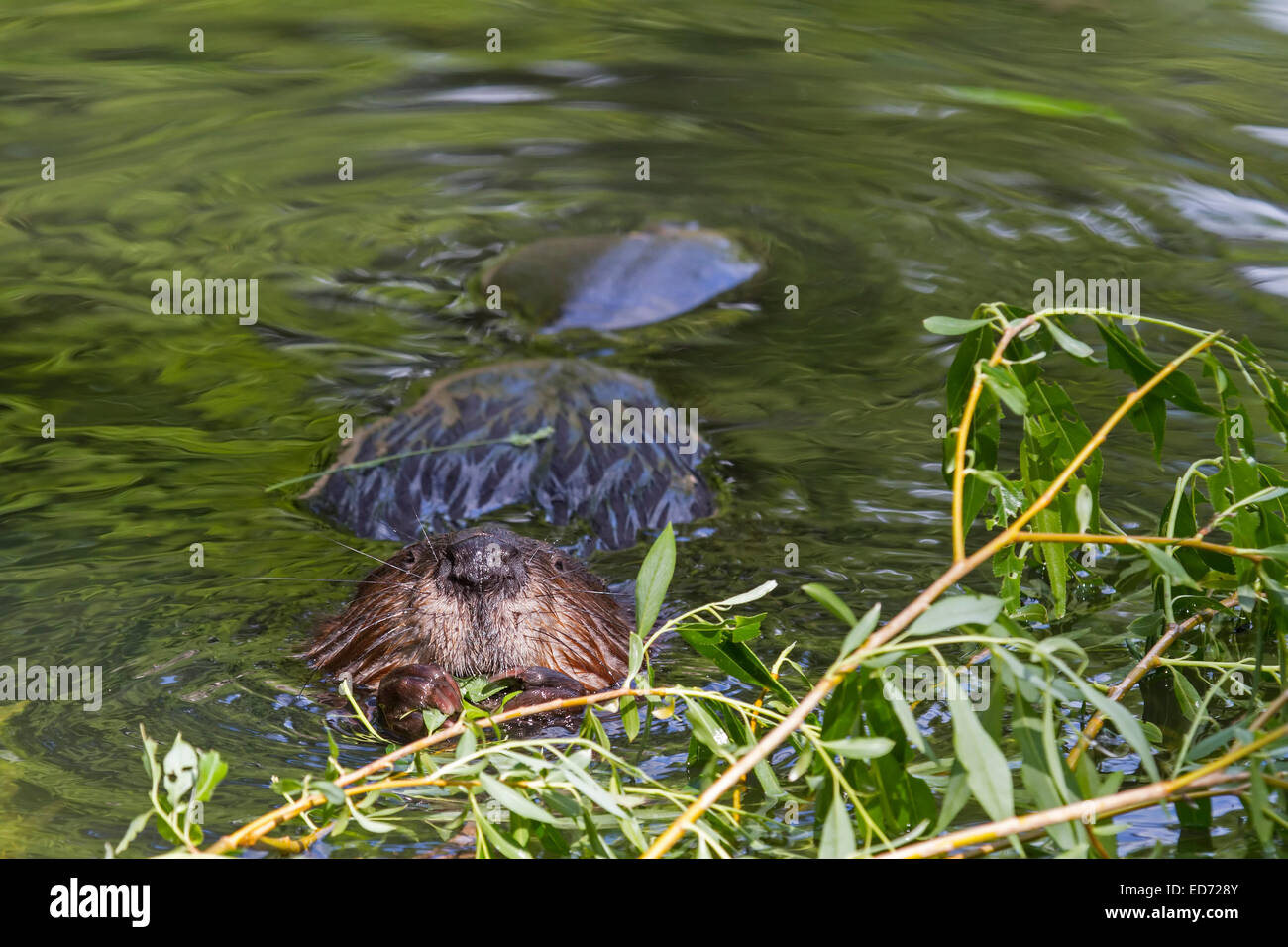 European beaver, Bavaria, Germany, Europe / Castor fiber Stock Photo ...