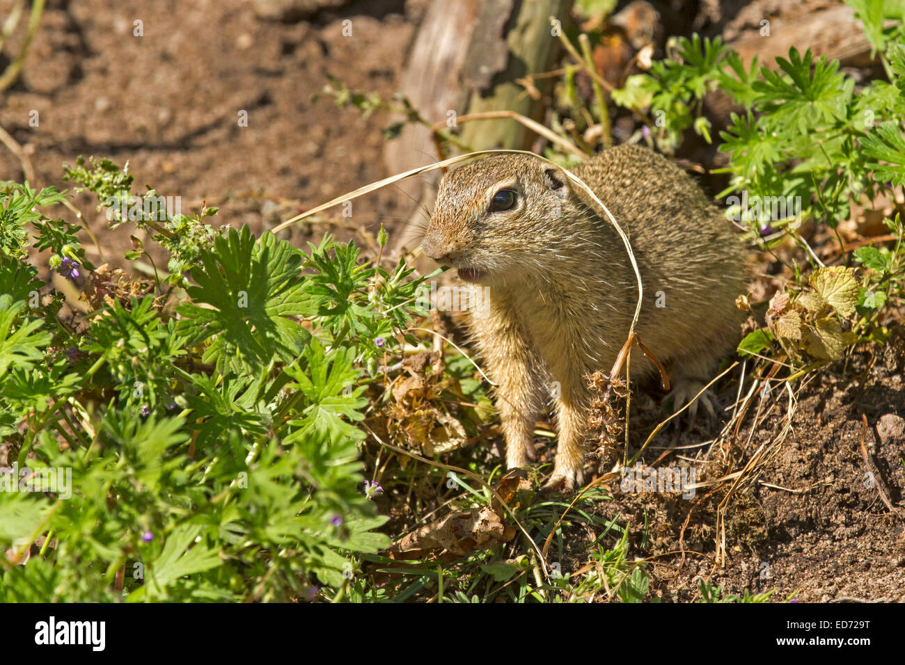 European Ground Squirrel / Spermophilus citellus Stock Photo - Alamy