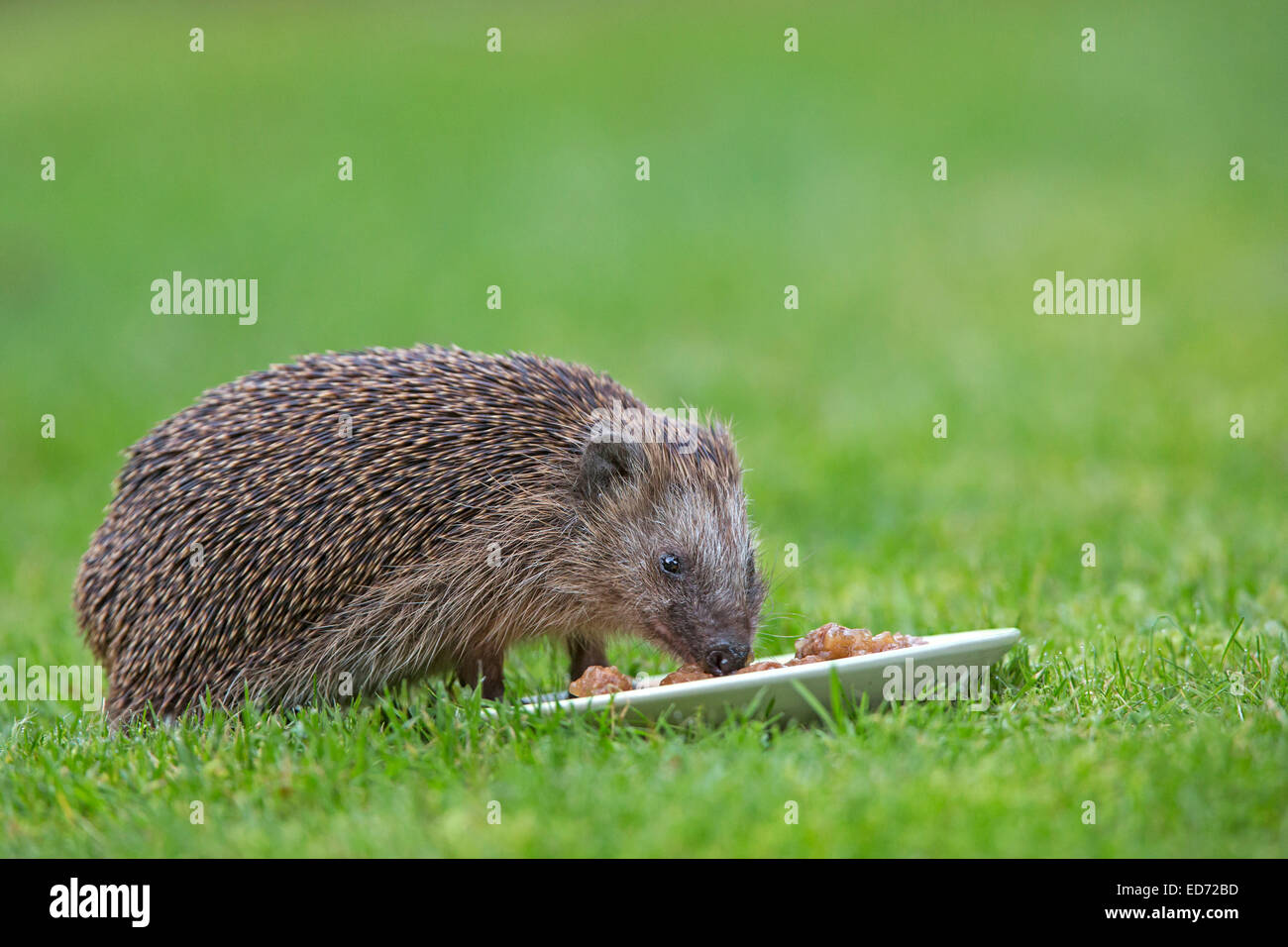 Europaeischer igel hi-res stock photography and images - Alamy