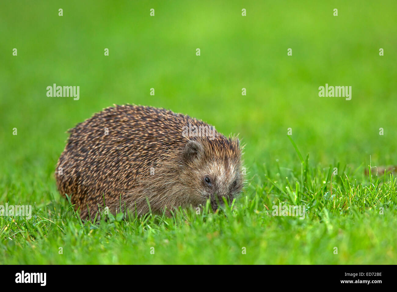 Europaeischer igel hi-res stock photography and images - Alamy