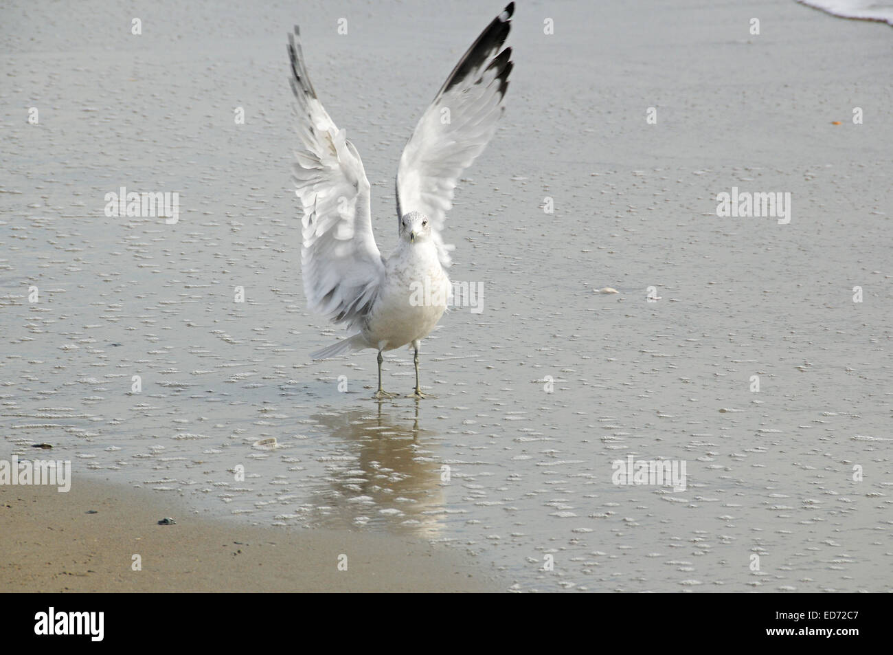 Beautiful sea gull landing on beach Stock Photo - Alamy