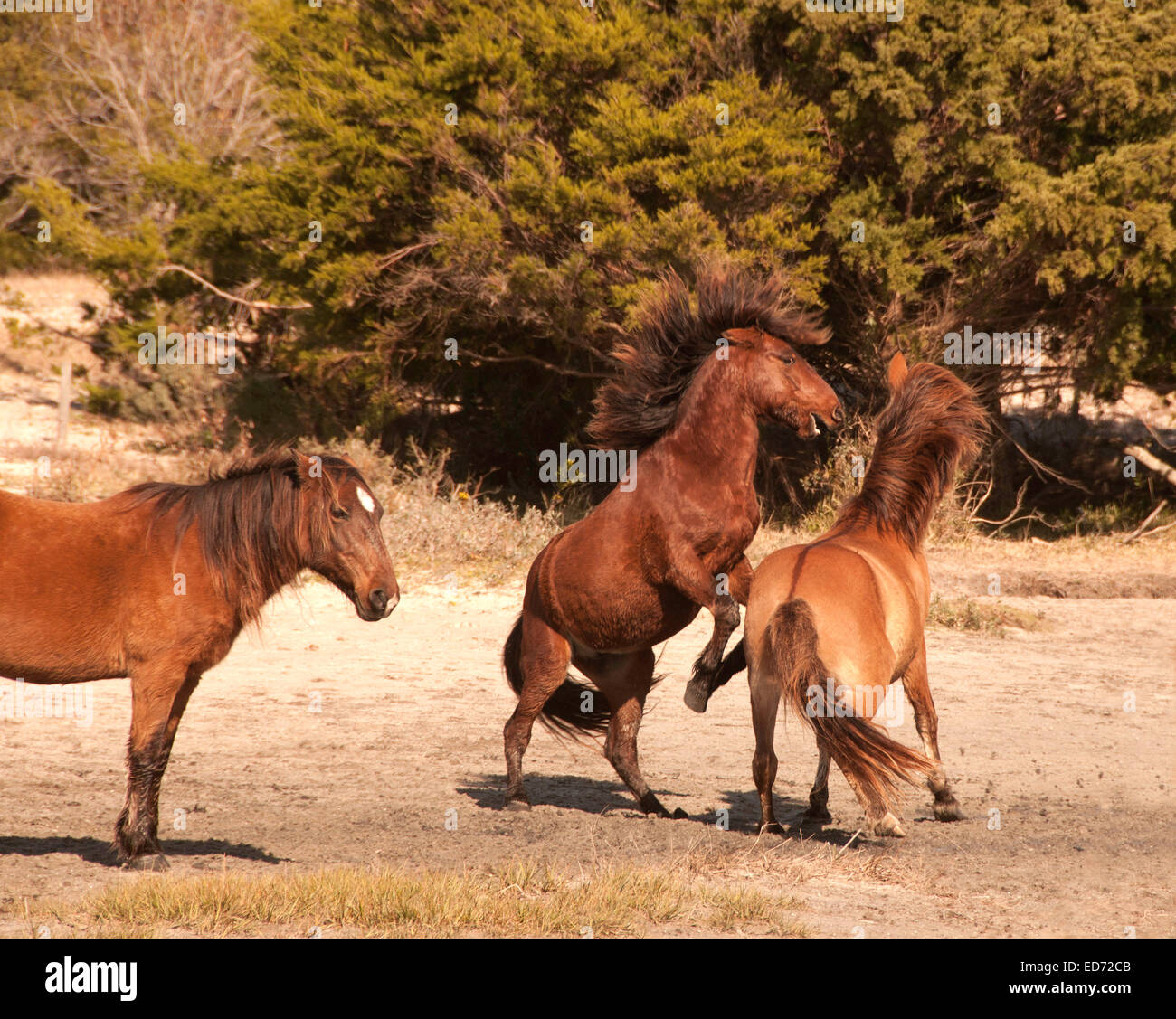 Wild horses fighting Stock Photo - Alamy