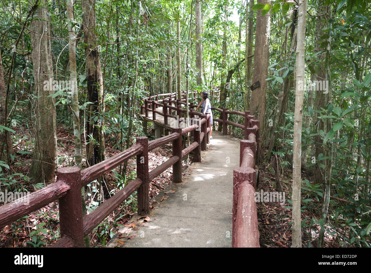 Hiking Trail to The Emerald Pool, natural pool at Sra Morakot, Khao Pra ...