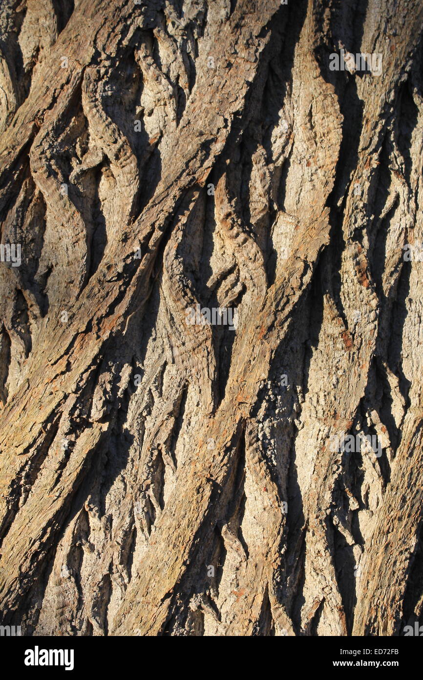 Chestnut Tree Bark High Resolution Stock Photography and Images - Alamy