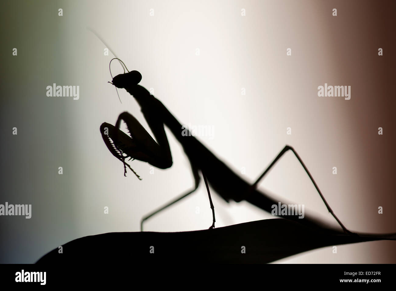 shape of a praying mantis Stock Photo - Alamy