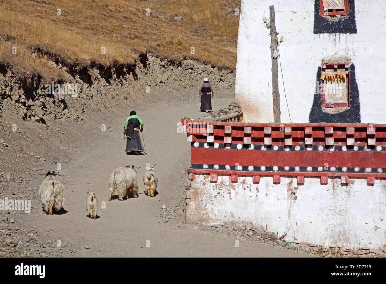 Two Tibetan pilgrims walking with goats in the village Sershu / Serxu ...