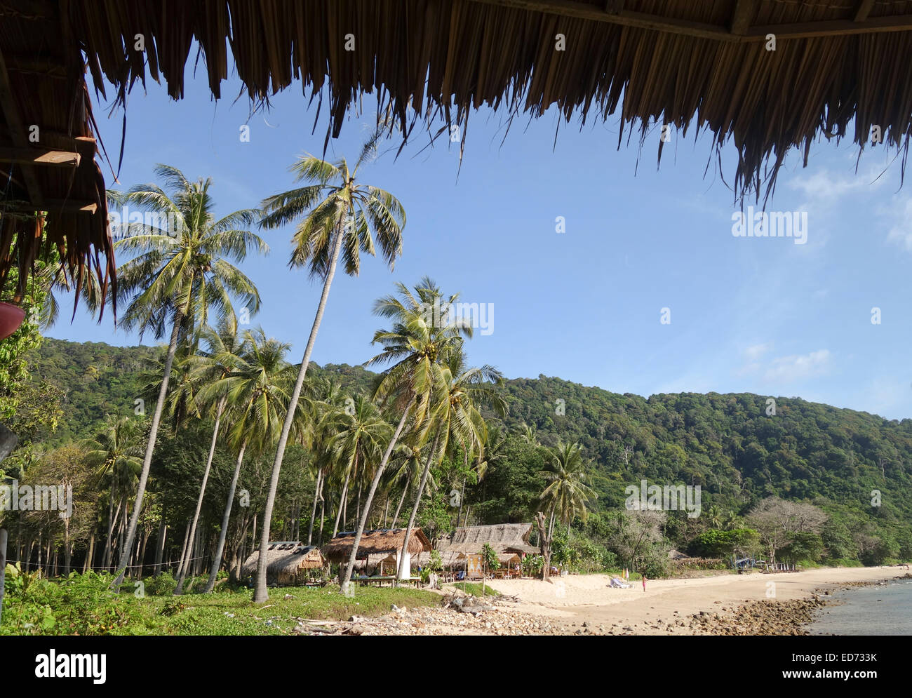 Empty rainforest hi-res stock photography and images - Alamy