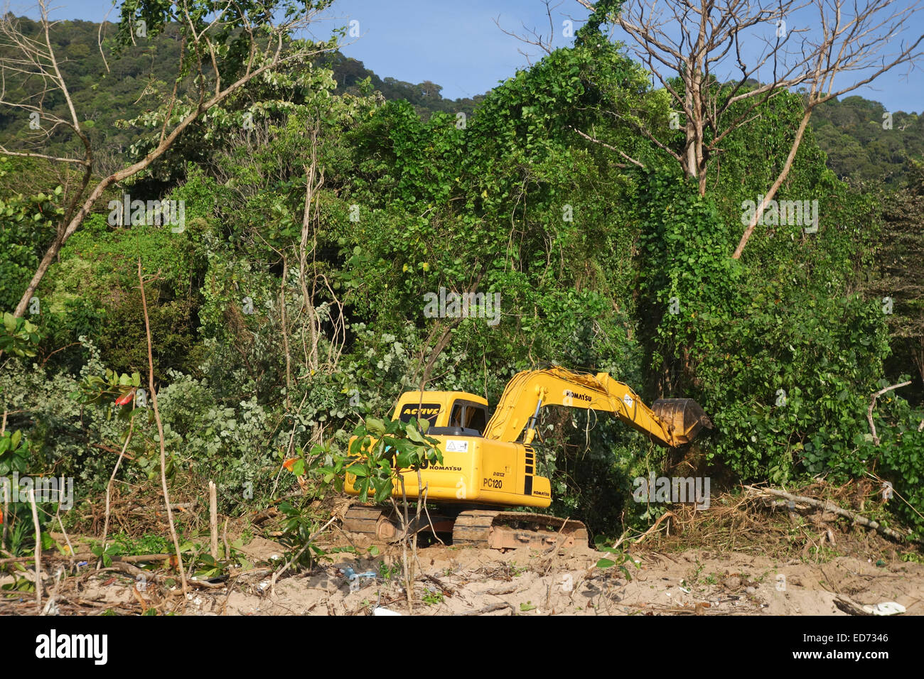 Rainforest Destruction
