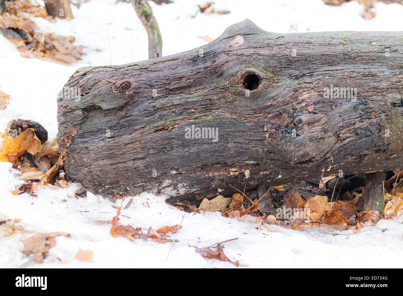 Log similar to the hippopotamus Stock Photo - Alamy