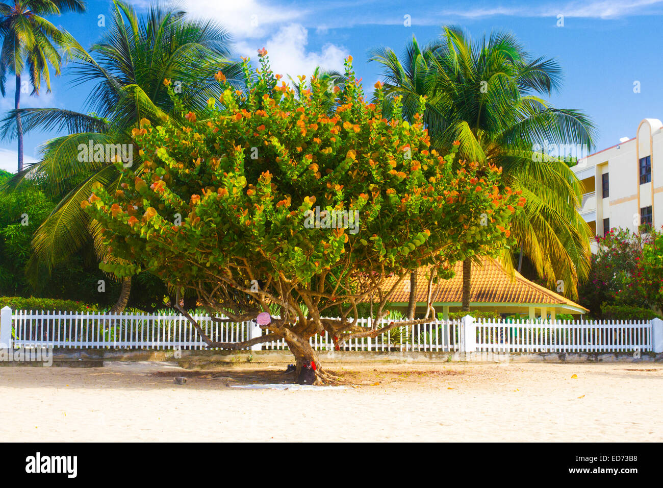 A flamboyant tree spreading its branches on Grand Anse Beach Grenada ...