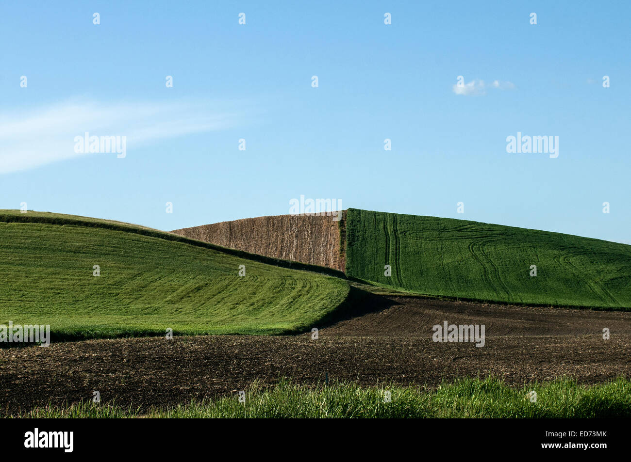 Planted and unplanted wheat fields converge in early summer in the ...
