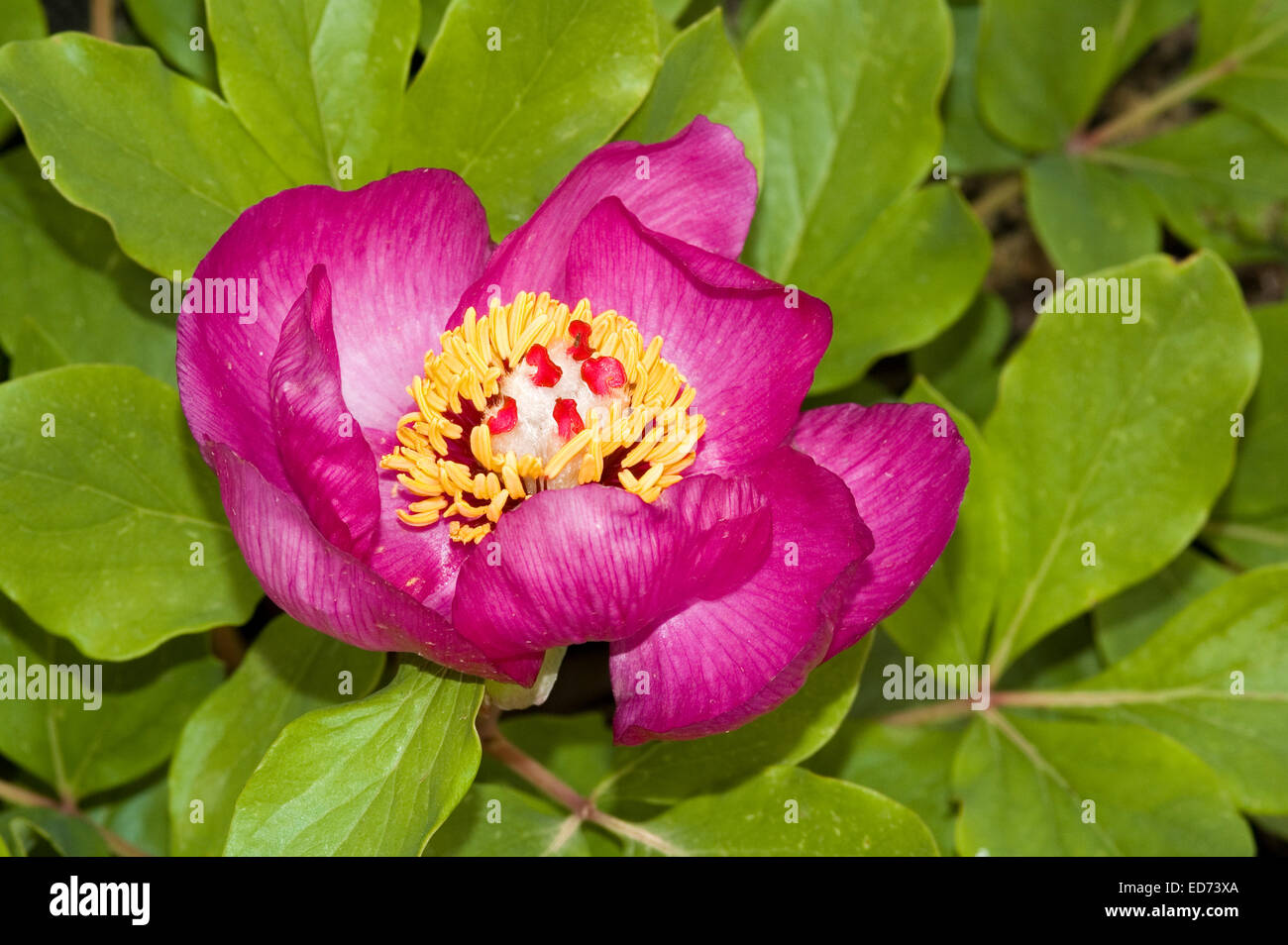 Wild Peony, Paeonia mascula Stock Photo - Alamy