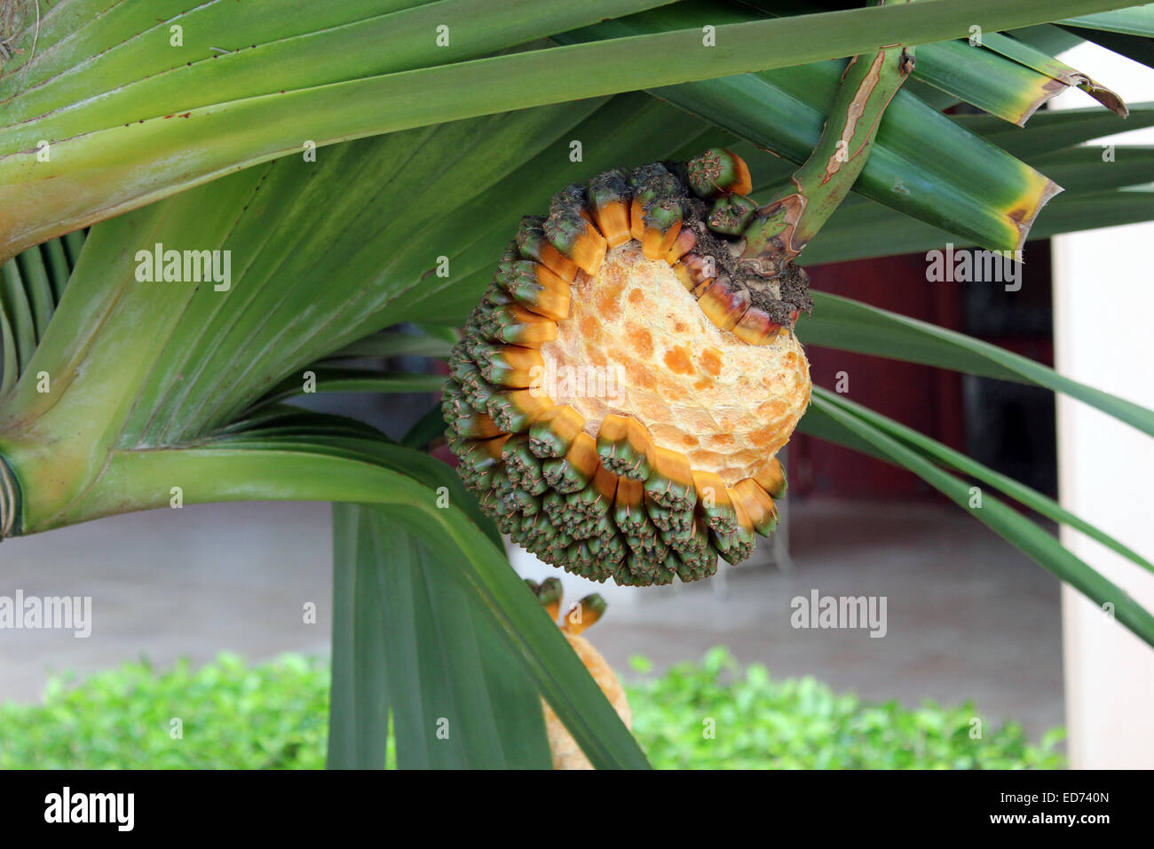Pod Plant Pandarro (Pandanaceae) Pandanus Utillis - Fruit half eaten by ...