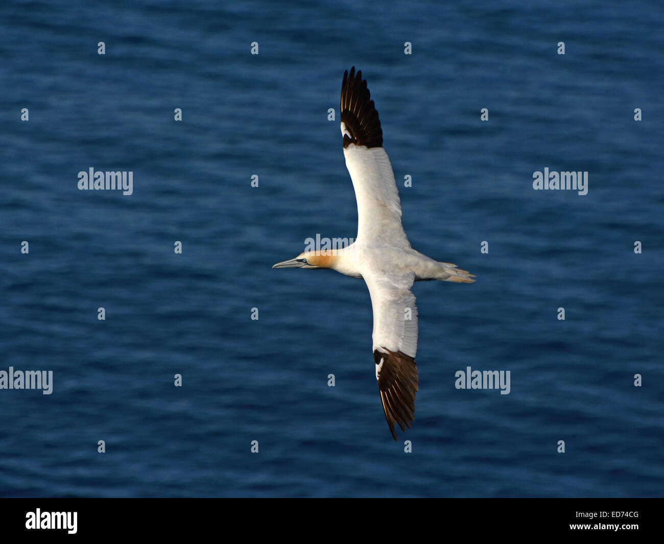 Northern Gannet flying above the ocean Stock Photo - Alamy