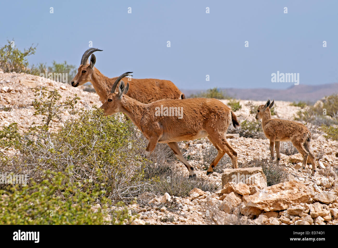 Nubian Ibex, Capra nubiana Stock Photo - Alamy