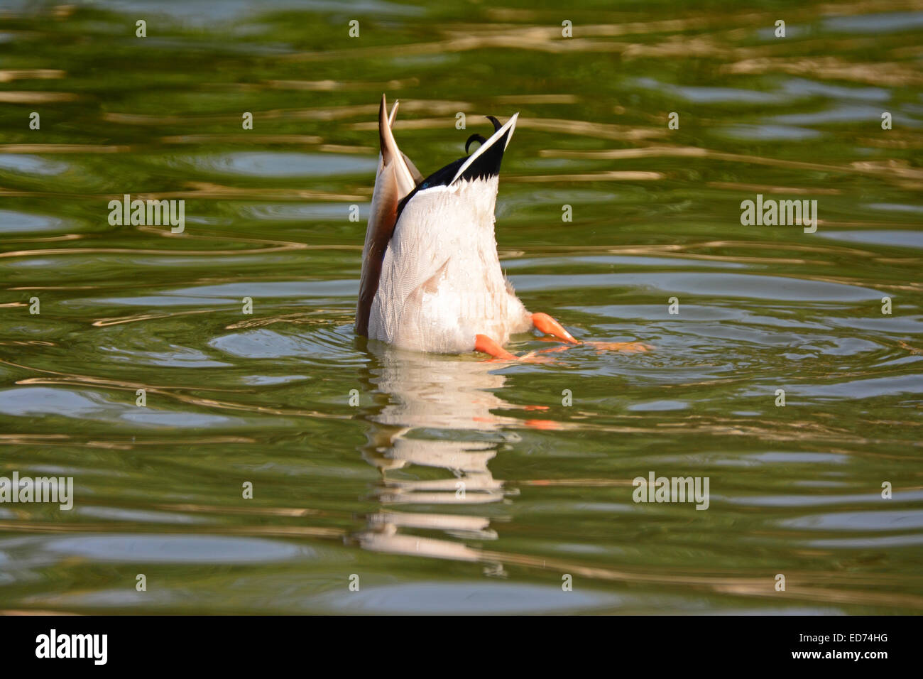 Mallard feeding underwater Stock Photo - Alamy