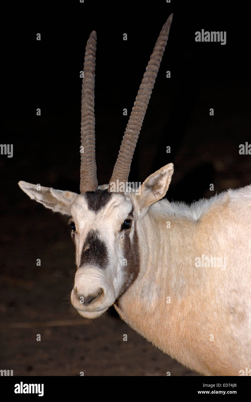 Arabian Oryx Oryx Leucoryx Arabian Stock Photos & Arabian Oryx Oryx ...