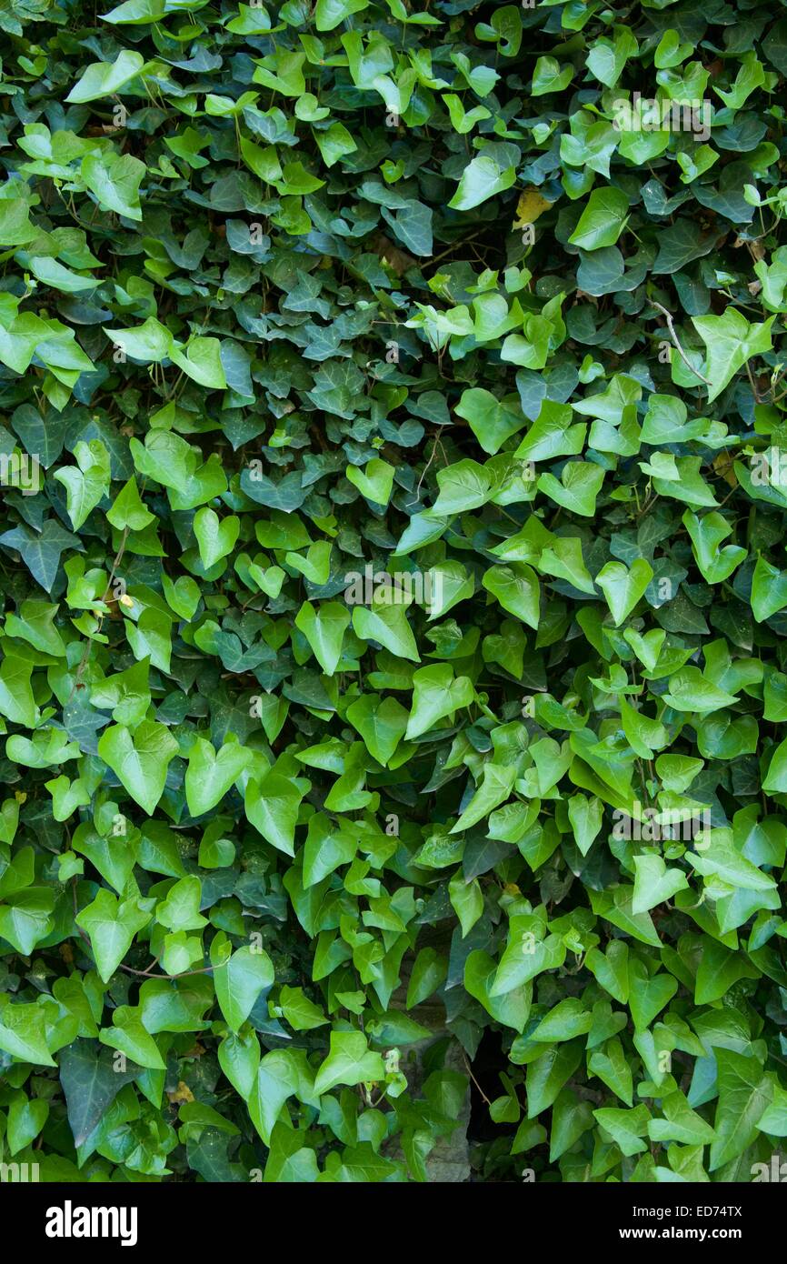 Ivy texture hi-res stock photography and images - Alamy