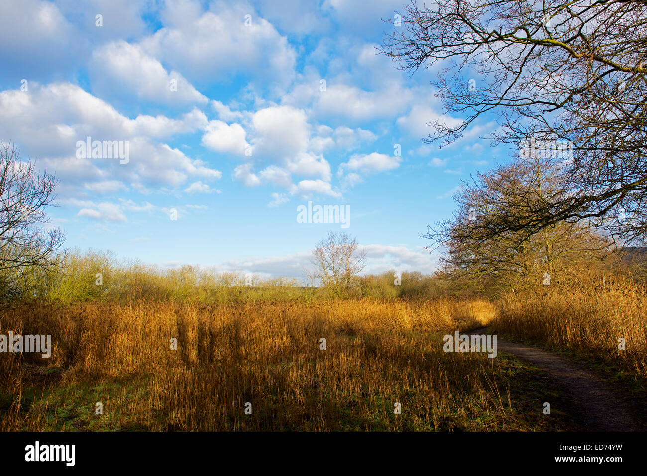 Leighton Moss Rspb Reserve High Resolution Stock Photography and Images ...