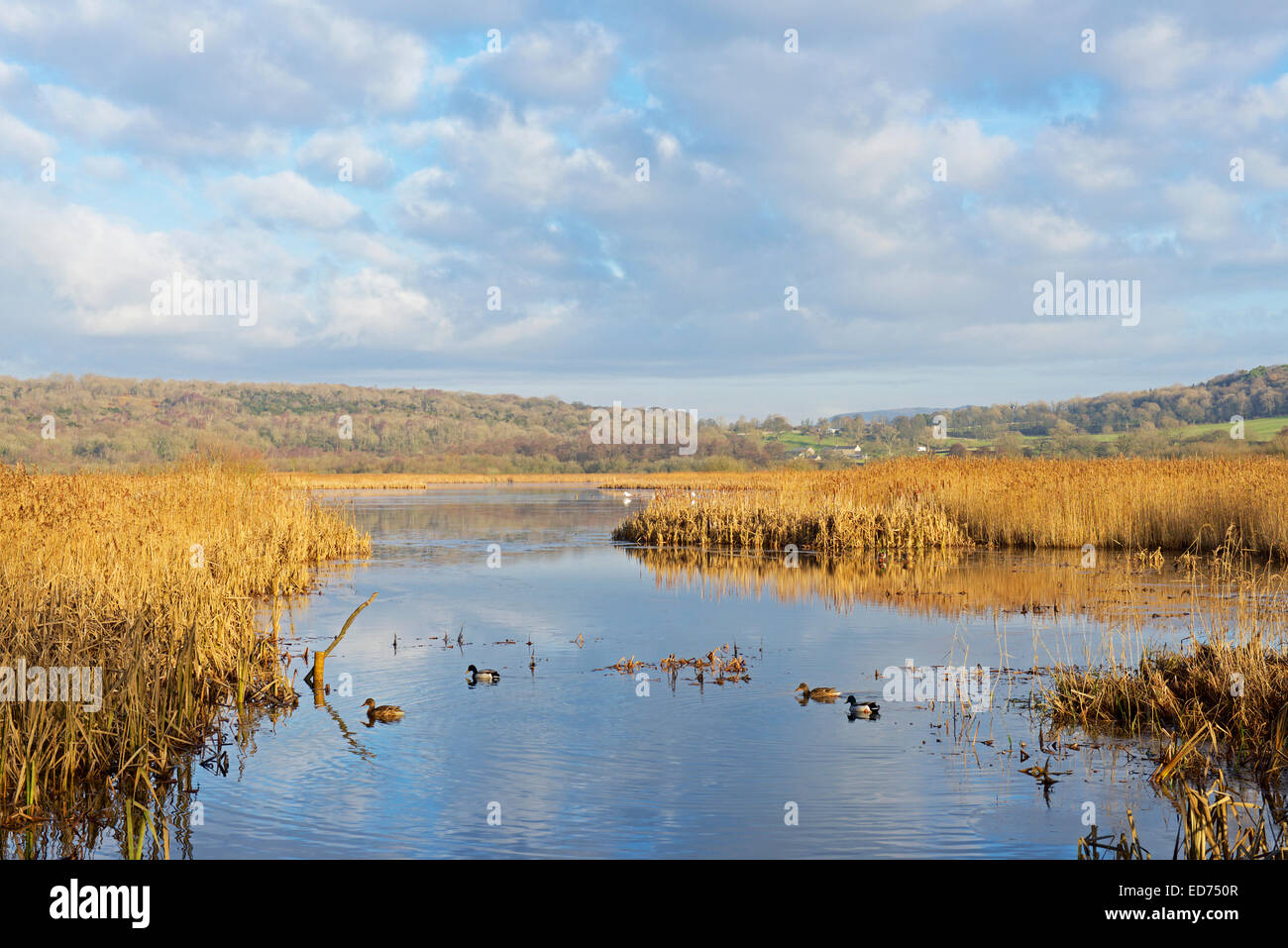Leighton moss rspb reserve hi-res stock photography and images - Alamy
