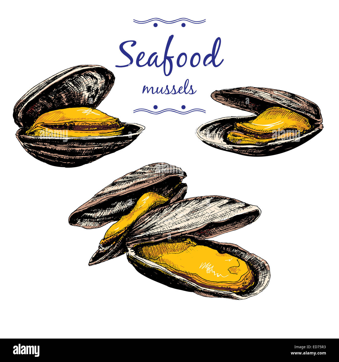 Seafood. Mussels. Set of hand drawn graphic illustrations Stock Photo ...