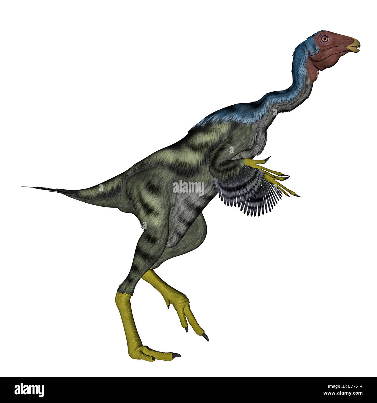 Caudipteryx dinosaur, white background Stock Photo - Alamy