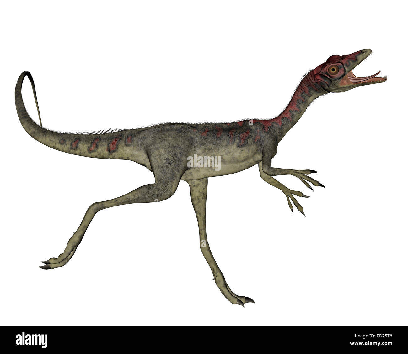 Compsognathus dinosaur running, white background Stock Photo - Alamy