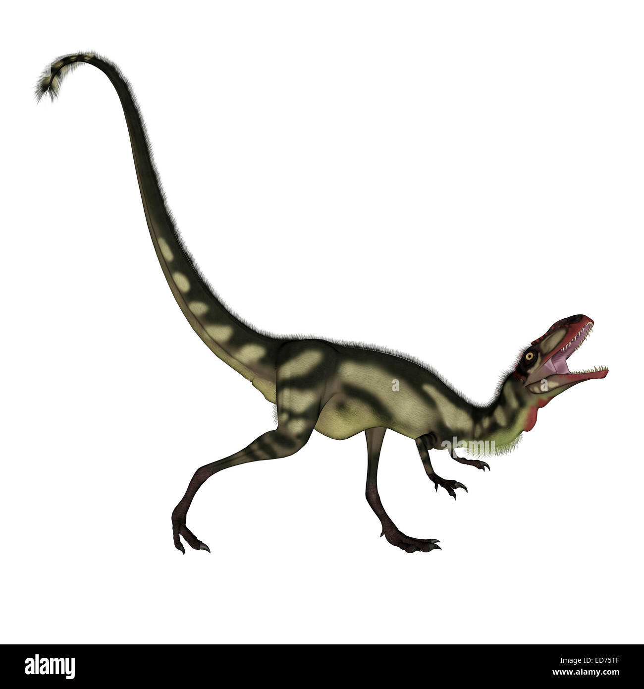 Dilong dinosaur roaring, white background Stock Photo - Alamy
