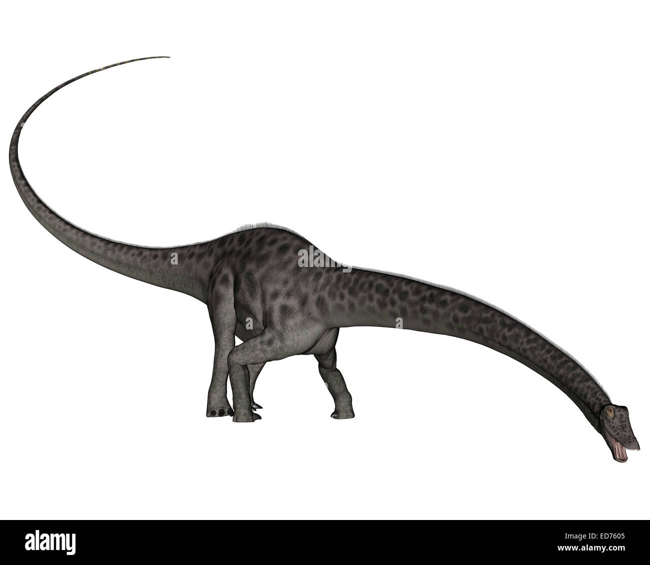 Diplodocus head hi-res stock photography and images - Alamy