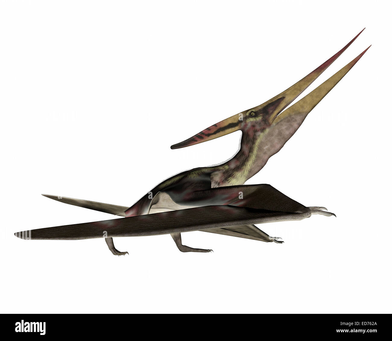Pteranodon flying reptile, white background Stock Photo - Alamy