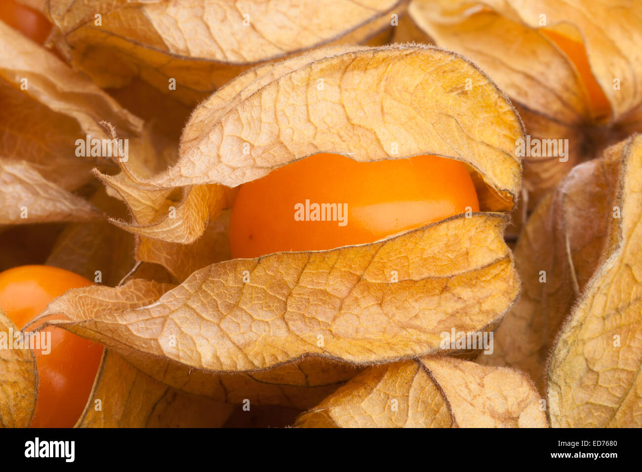Golden physalis hi-res stock photography and images - Alamy