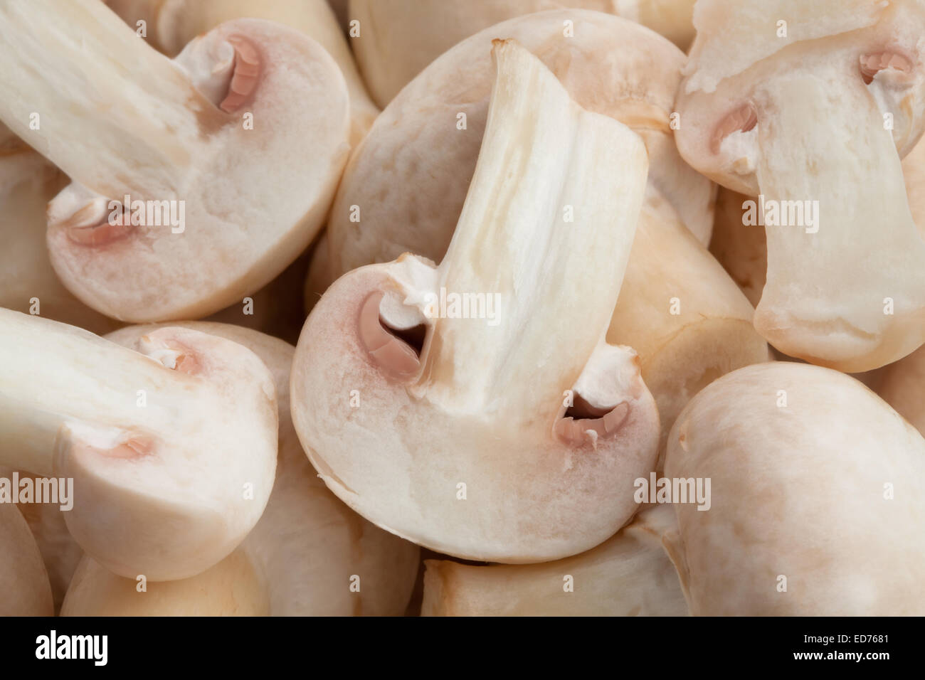 Closeup mushroom hi-res stock photography and images - Alamy