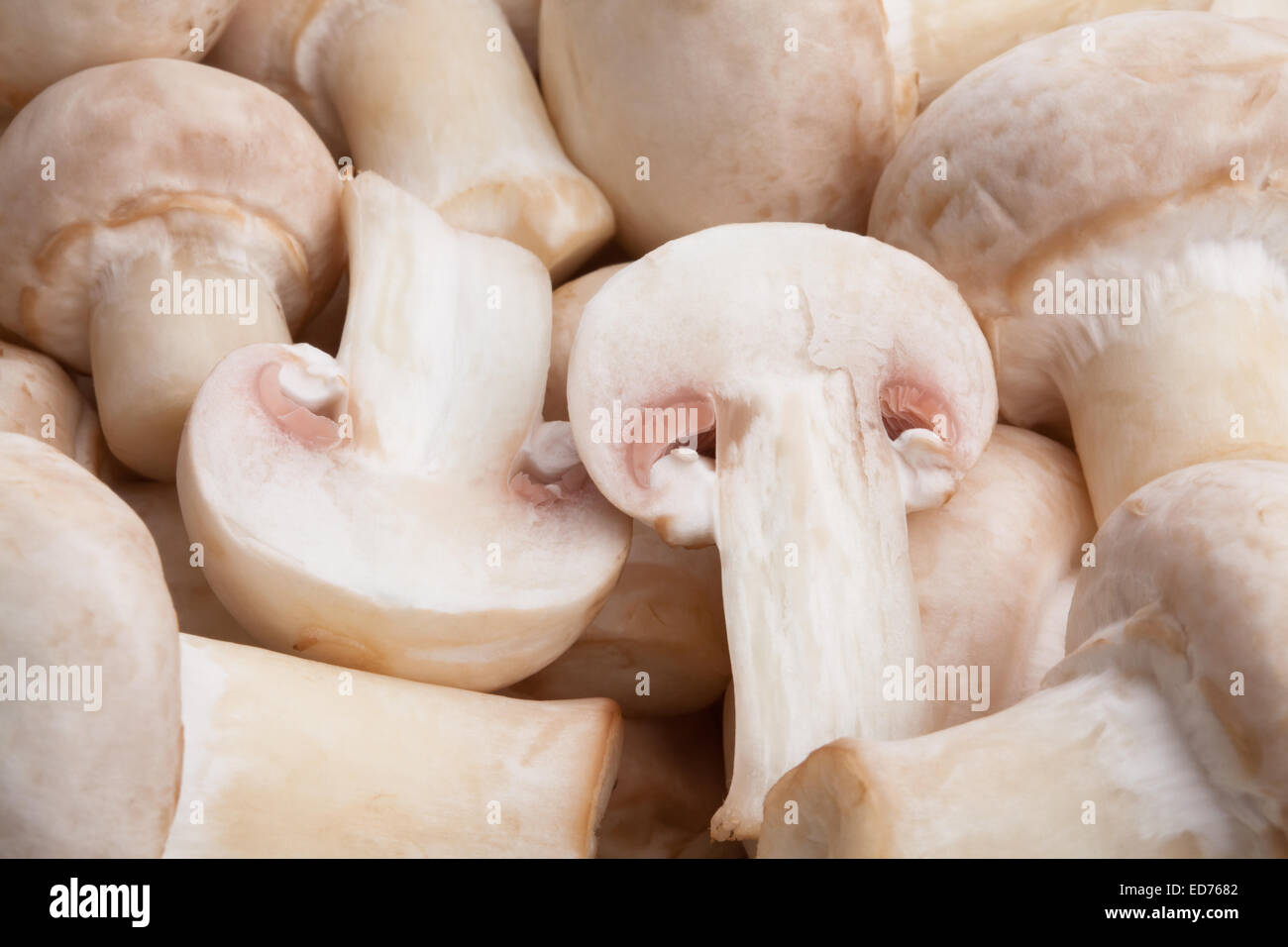 Closeup mushroom hi-res stock photography and images - Alamy