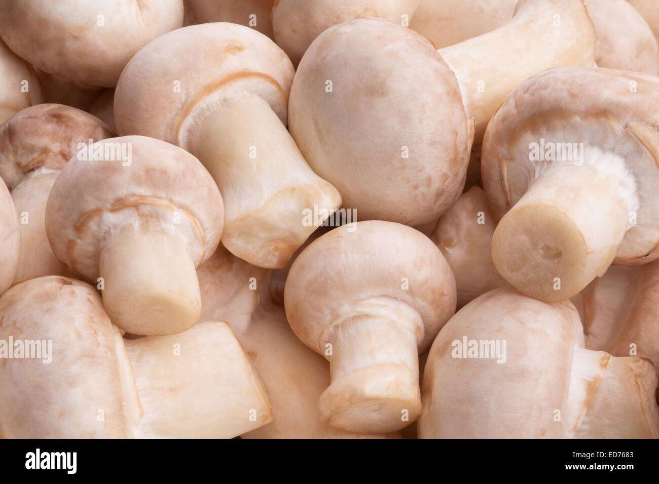 Closeup mushroom hi-res stock photography and images - Alamy