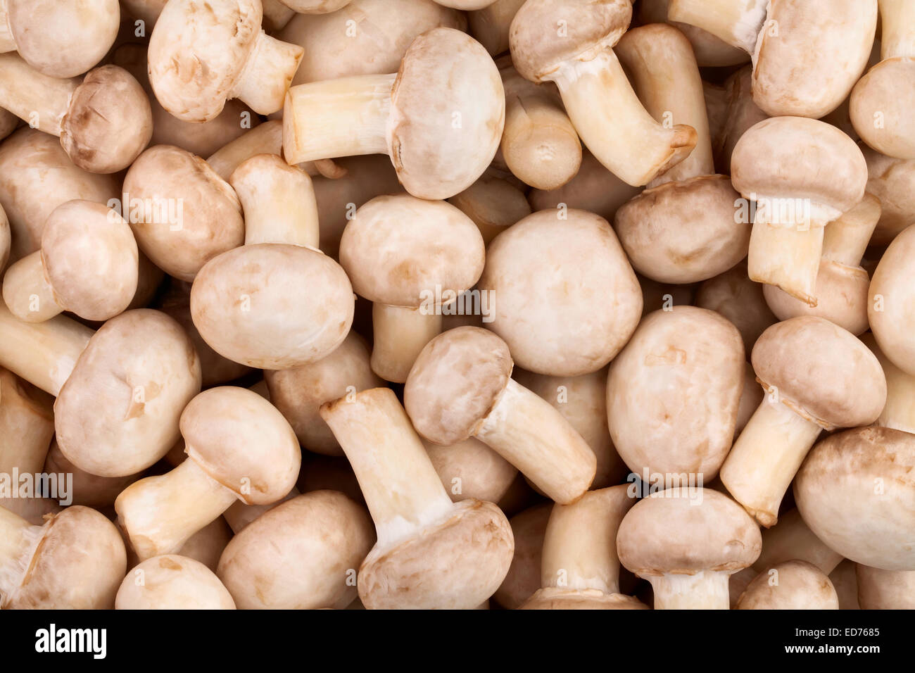 Mushrooms texture hi-res stock photography and images - Alamy