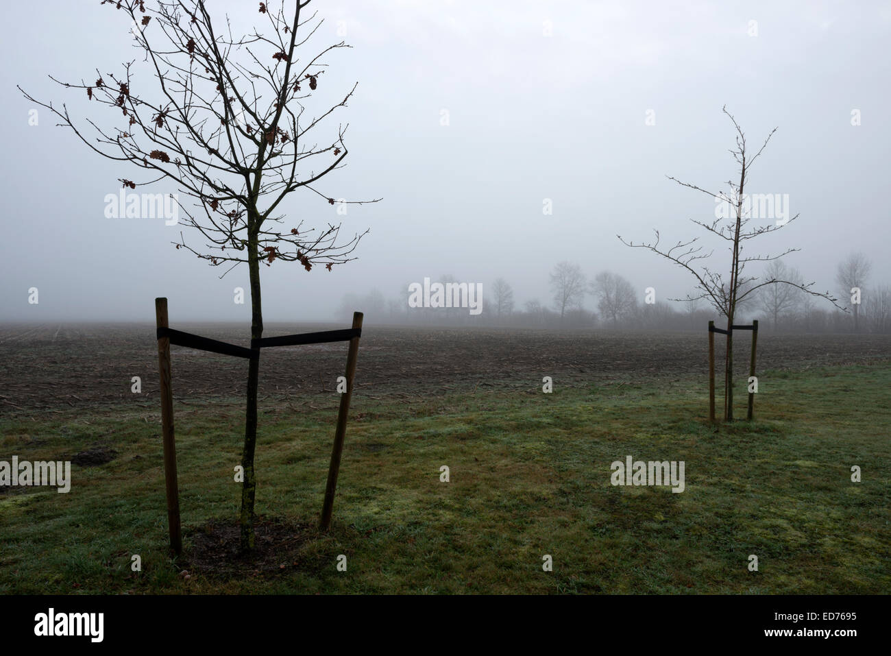 Young trees held up to grow upright Stock Photo - Alamy