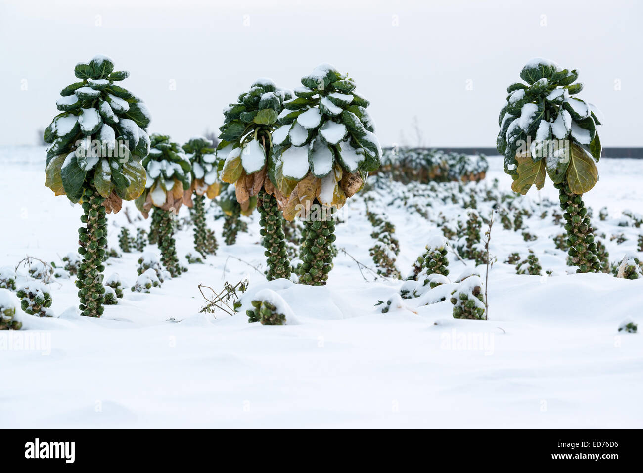 Brussels sprouts in snow Stock Photo - Alamy