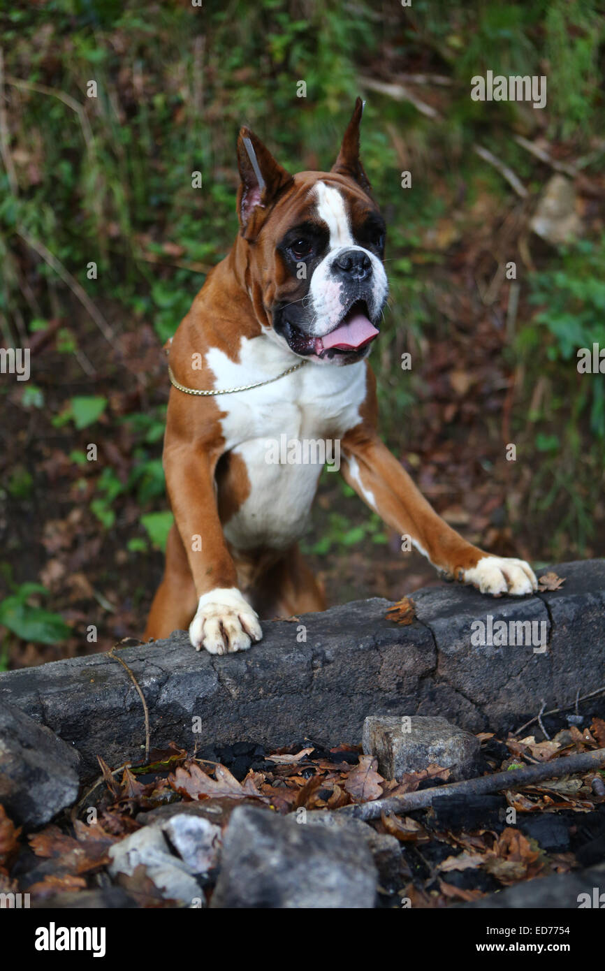 Awesome young boxer on a park in autumn Stock Photo - Alamy