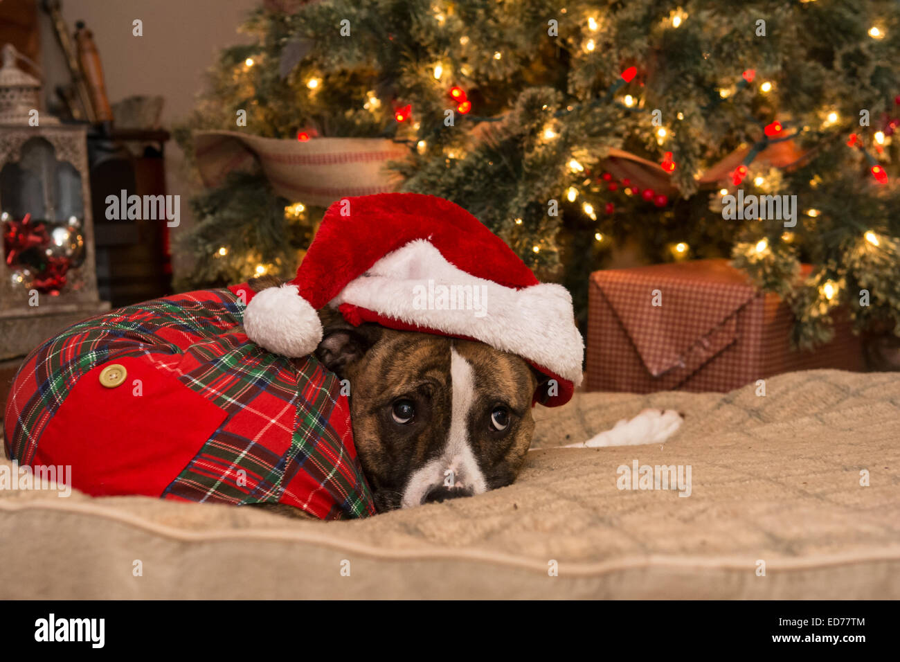 Waiting for Santa Stock Photo - Alamy
