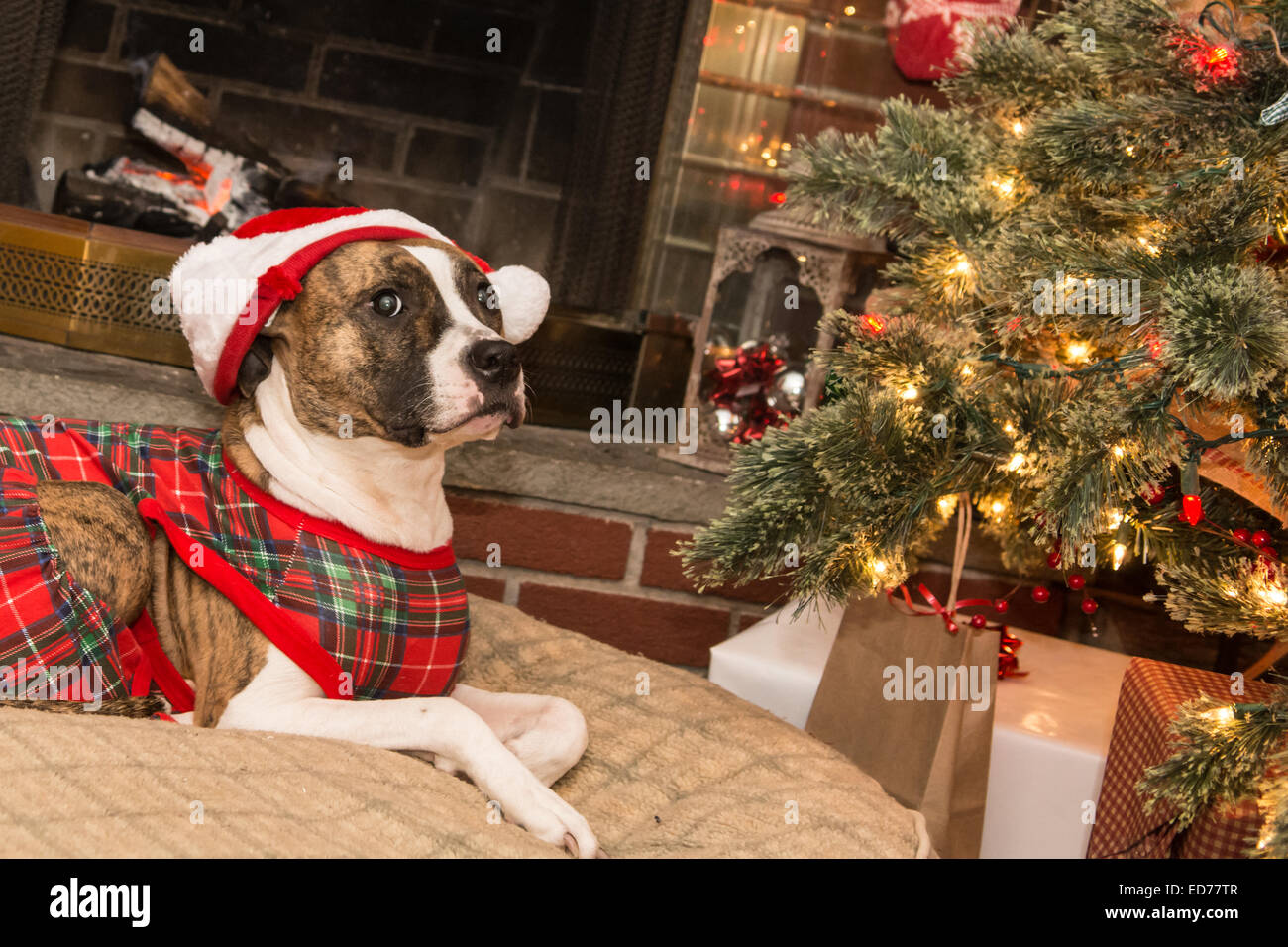 Waiting for Santa Stock Photo - Alamy