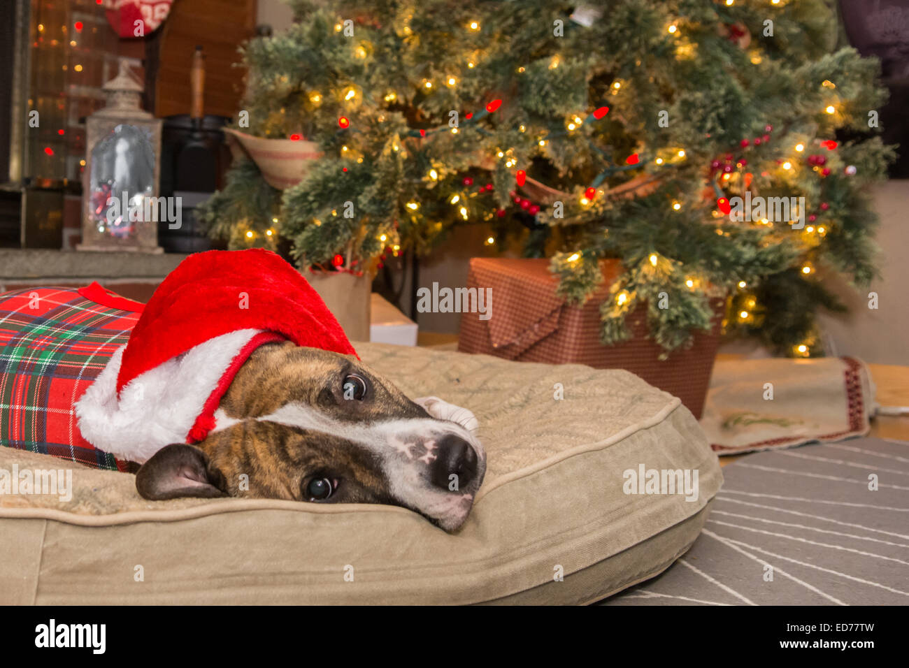 Waiting for Santa Stock Photo - Alamy